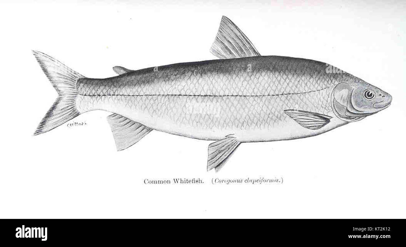 Whitefish chain hi-res stock photography and images - Alamy