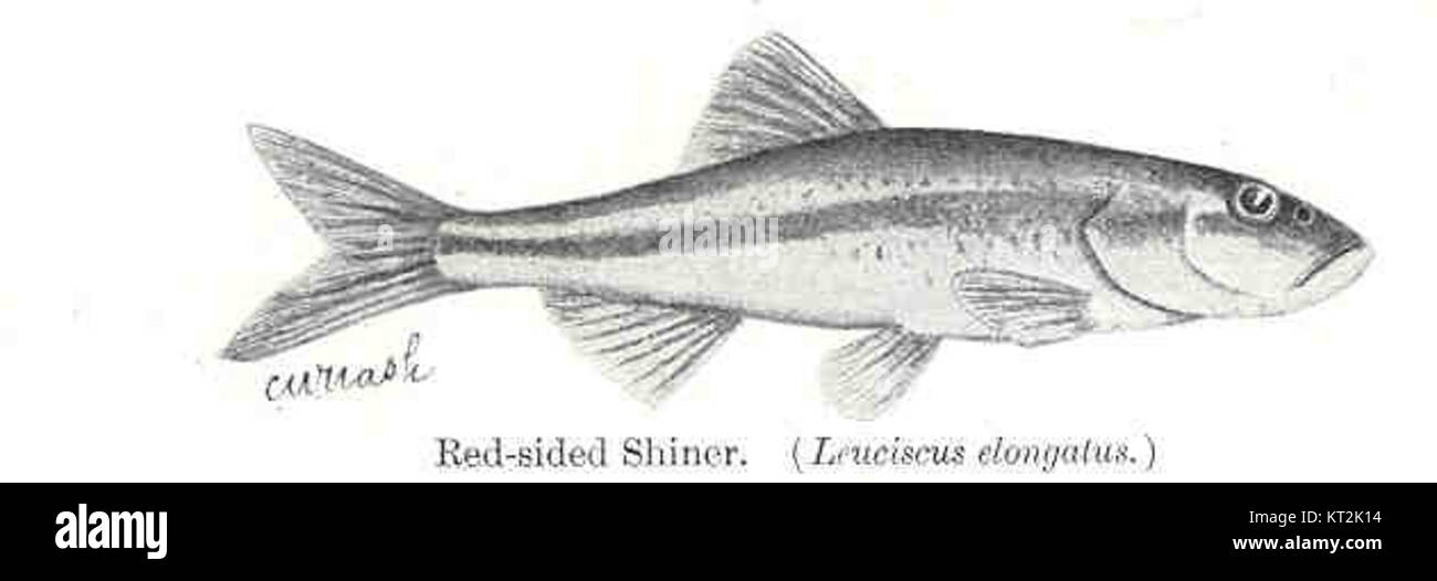 The Red-sided Shiner (Leuciscus elongatus) is a freshwater fish species ...