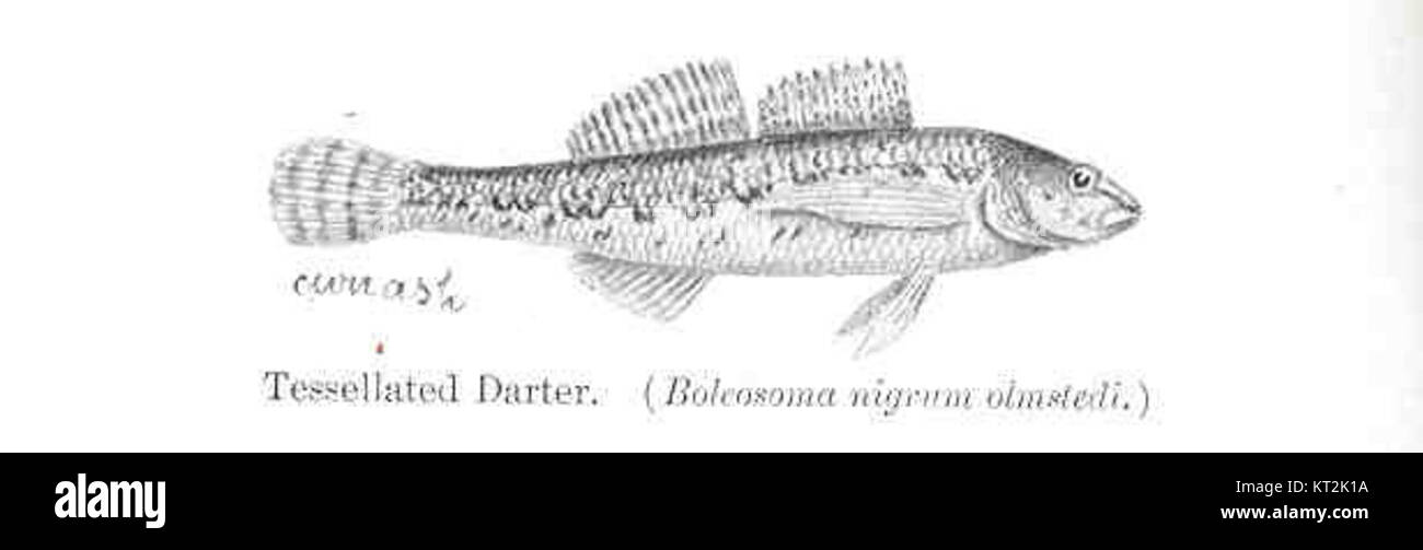 An image of the Tessellated Darter (Boleosoma nigum olmstedi), a ...