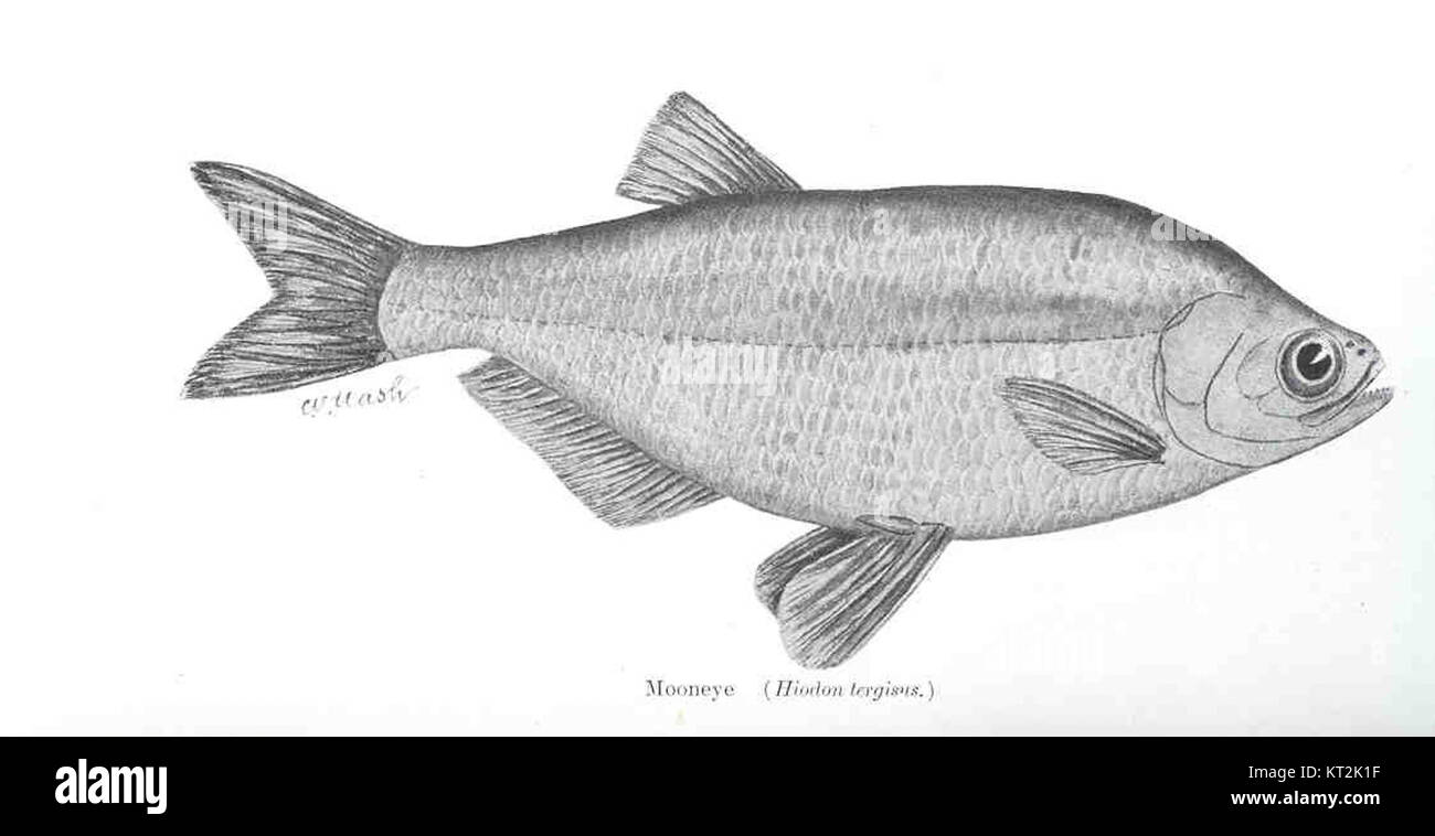 Mooneye fish hi-res stock photography and images - Alamy