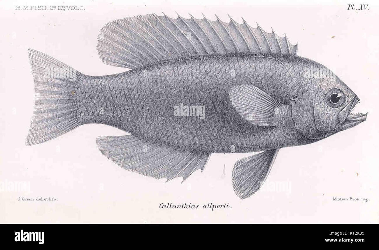 Callanthias hi-res stock photography and images - Alamy