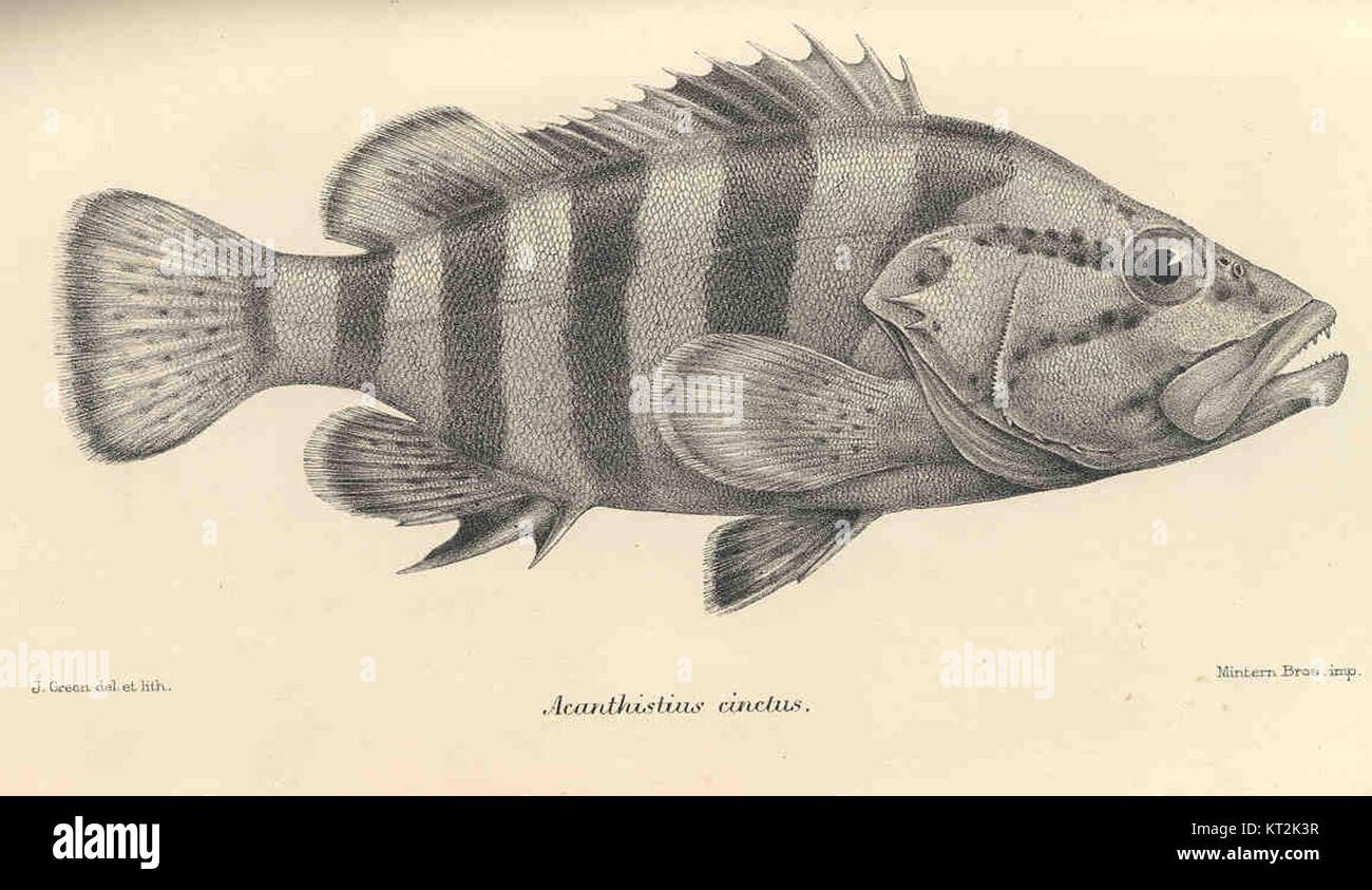 Vinctus hi-res stock photography and images - Alamy