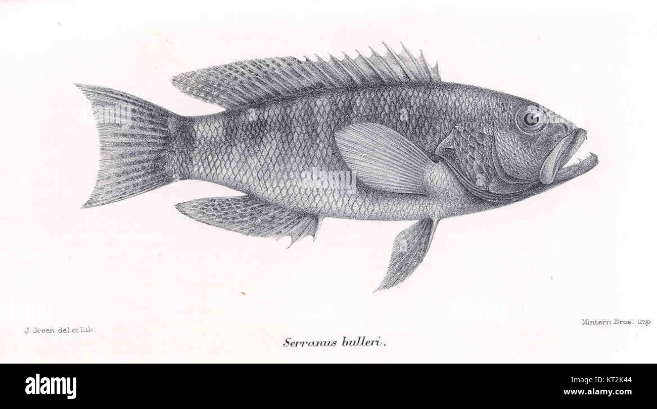 36045 Serranus bulleri Stock Photo - Alamy