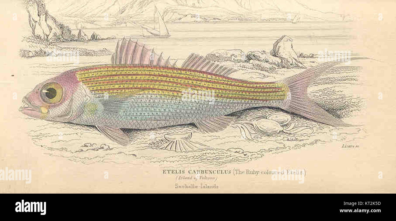 Etelis carbunculus, commonly known as the Ruby-Coloured Etelis, is a ...