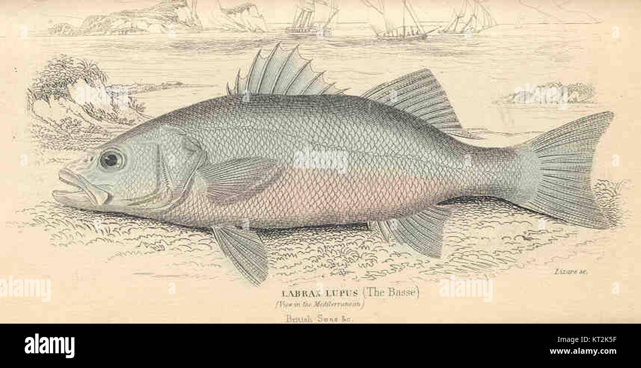 36050 Labrax lupus (The Basse Stock Photo - Alamy