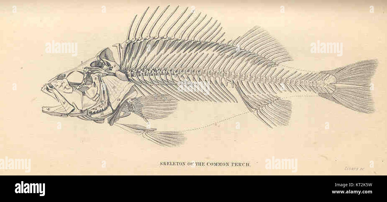 36072 Skeleton of the Common Perch Stock Photo - Alamy