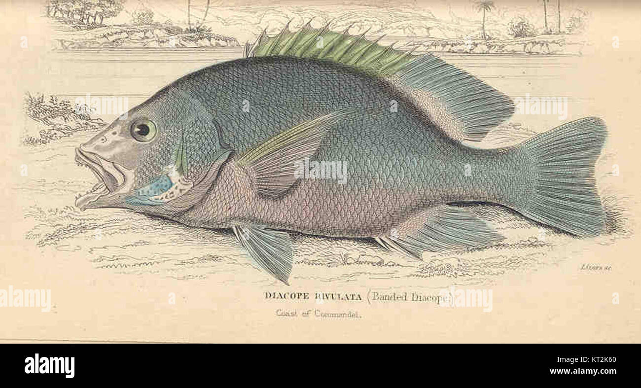 Diacope hi-res stock photography and images - Alamy