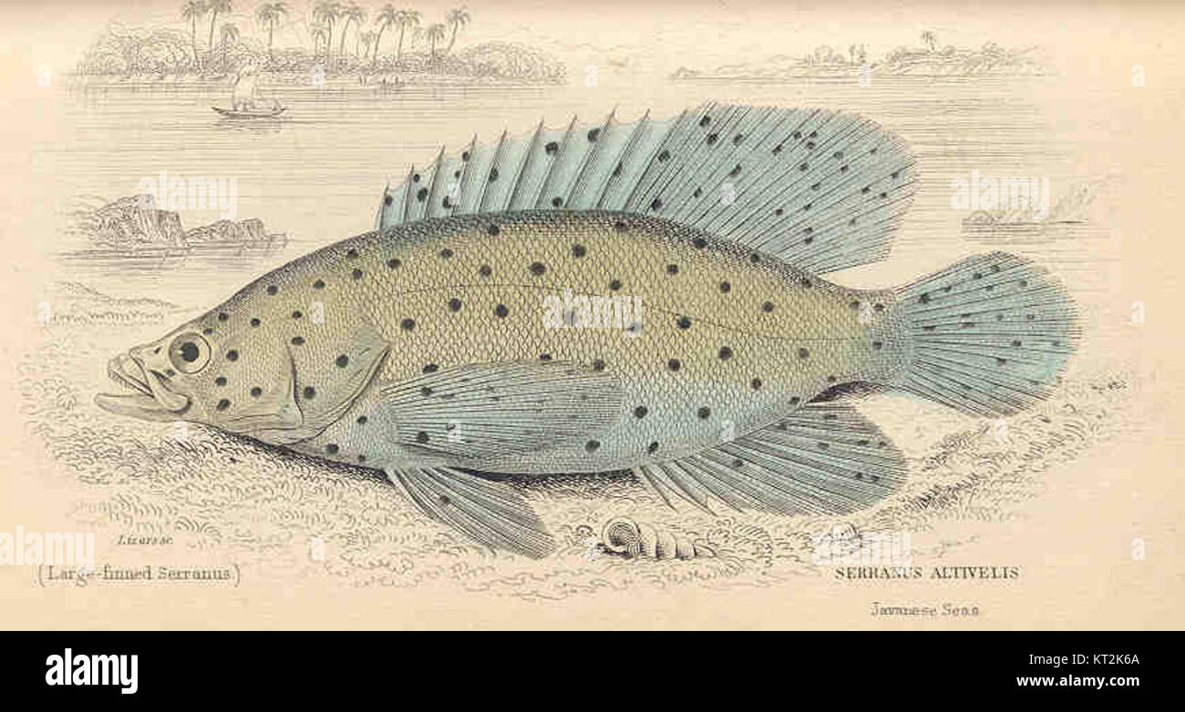 Finned anatomy hi-res stock photography and images - Alamy