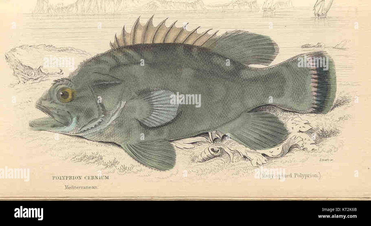 Polyprion cernium hi-res stock photography and images - Alamy