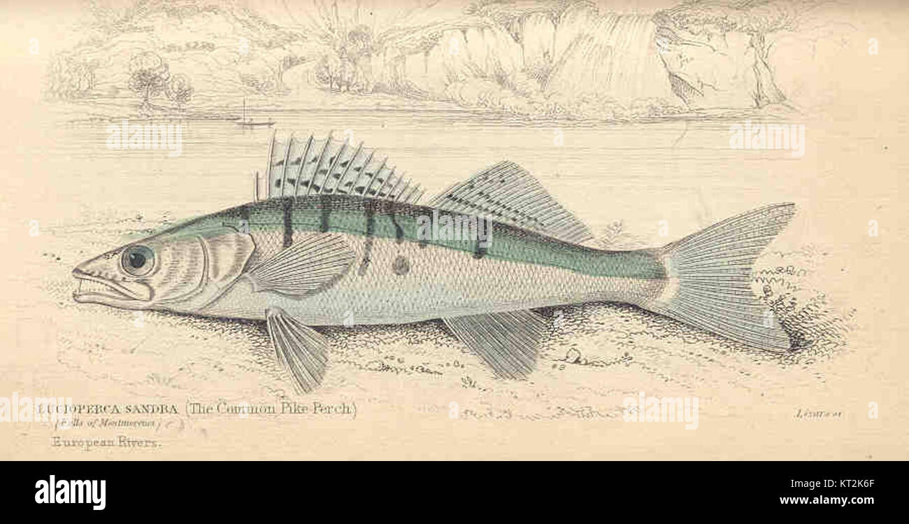 European pike perch hi-res stock photography and images - Alamy