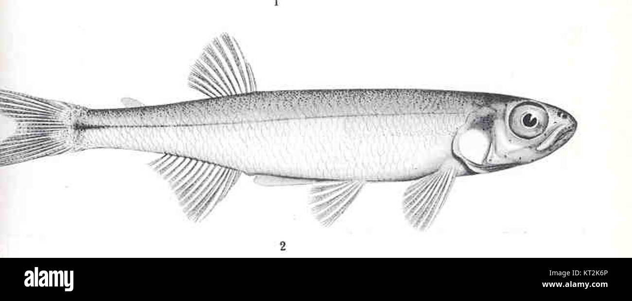 36091 Retropinna semoni Weber Stock Photo - Alamy