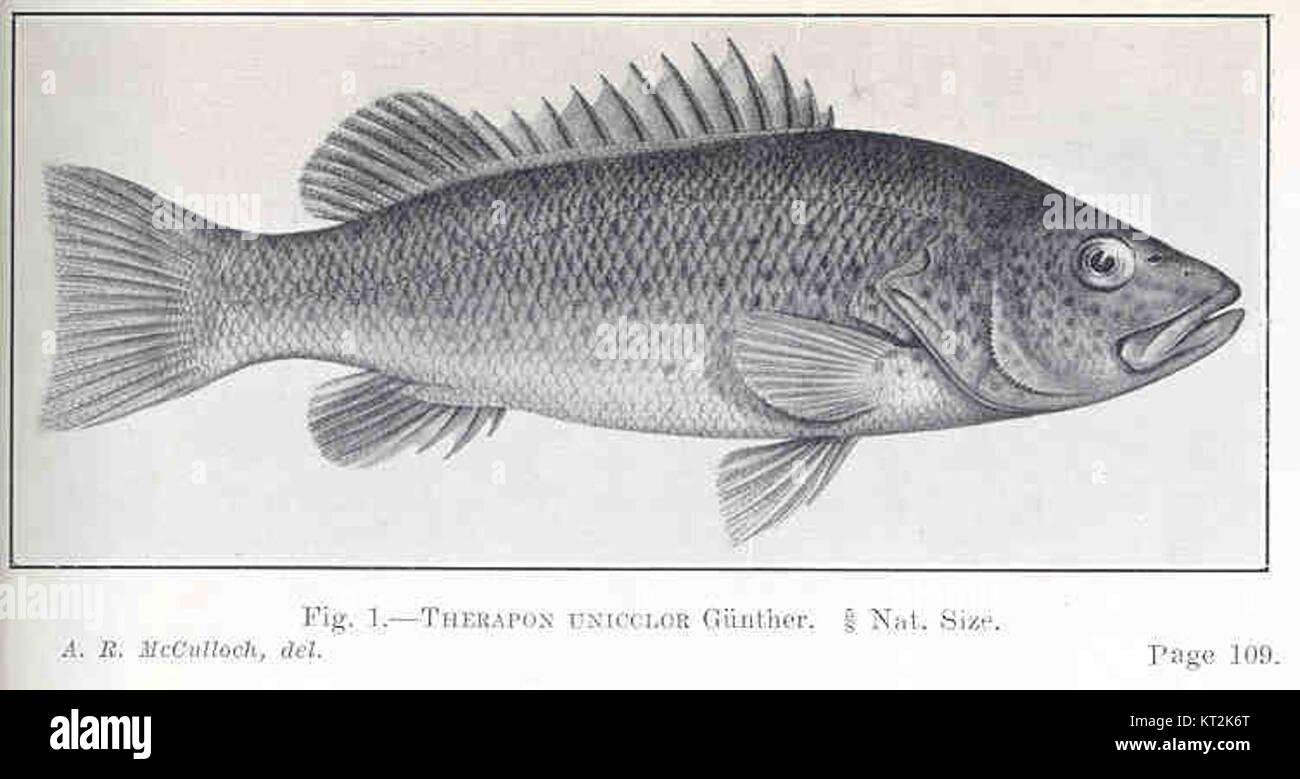 36092 Therapon unicclor Stock Photo - Alamy