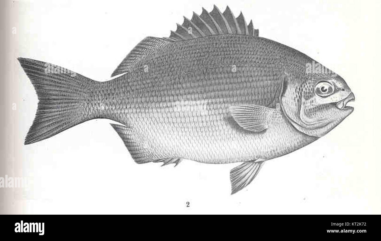 Kyphosus sydneyanus hi-res stock photography and images - Alamy