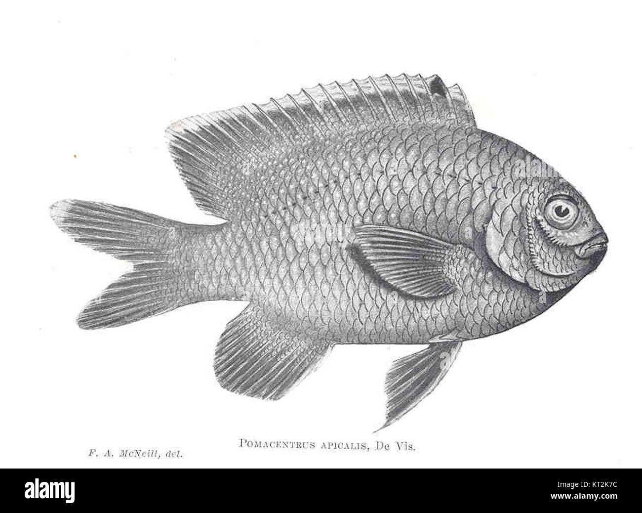 Blue chromis fish Cut Out Stock Images & Pictures - Alamy