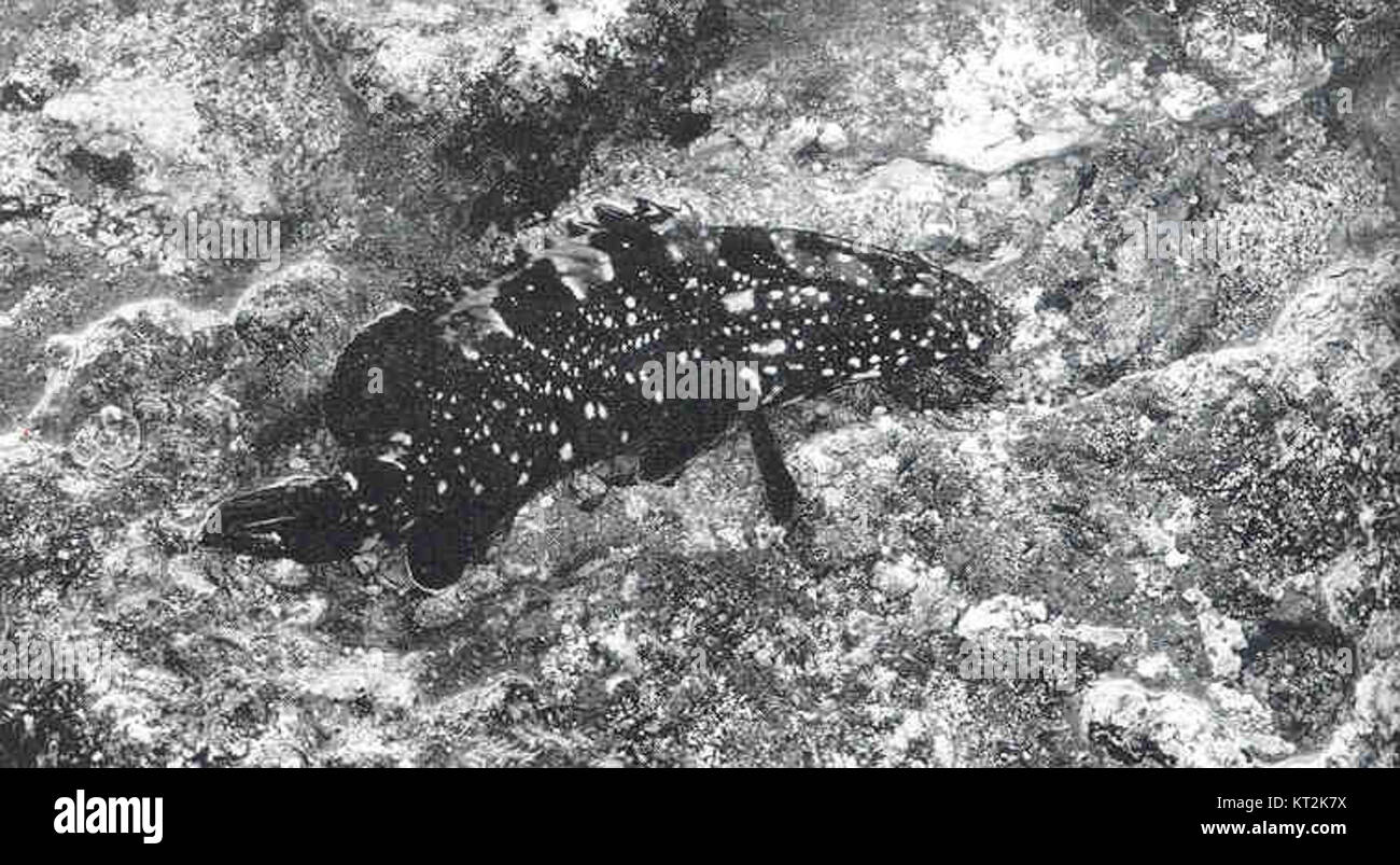 The Black Rock Cod (Epinephelus damelli) is a deep-water fish known for ...