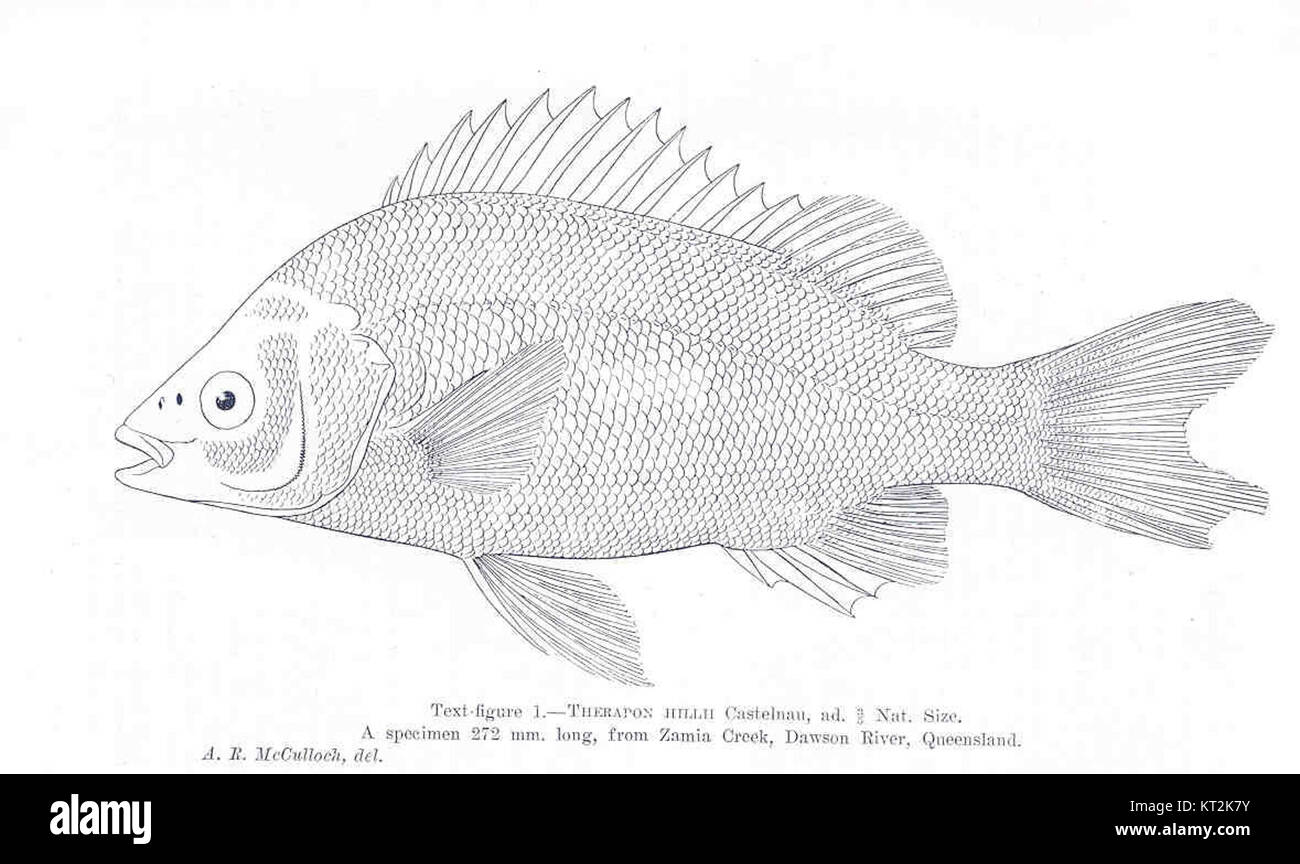 Freshwater pompano hi-res stock photography and images - Alamy