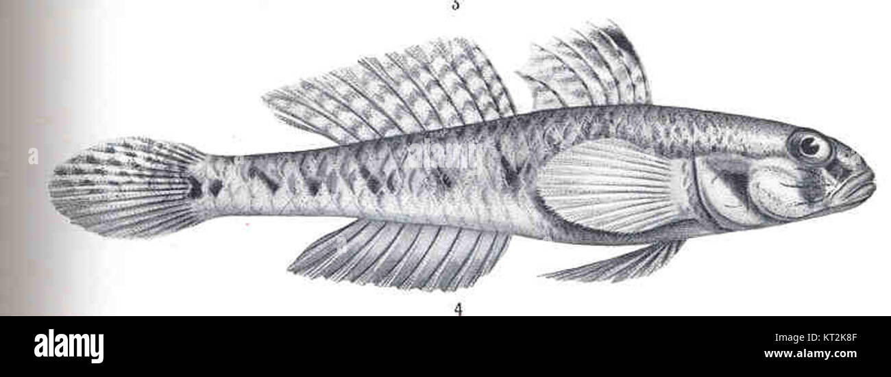 An illustration of Gobius lateralis Macleay var. obliquus, a newly ...