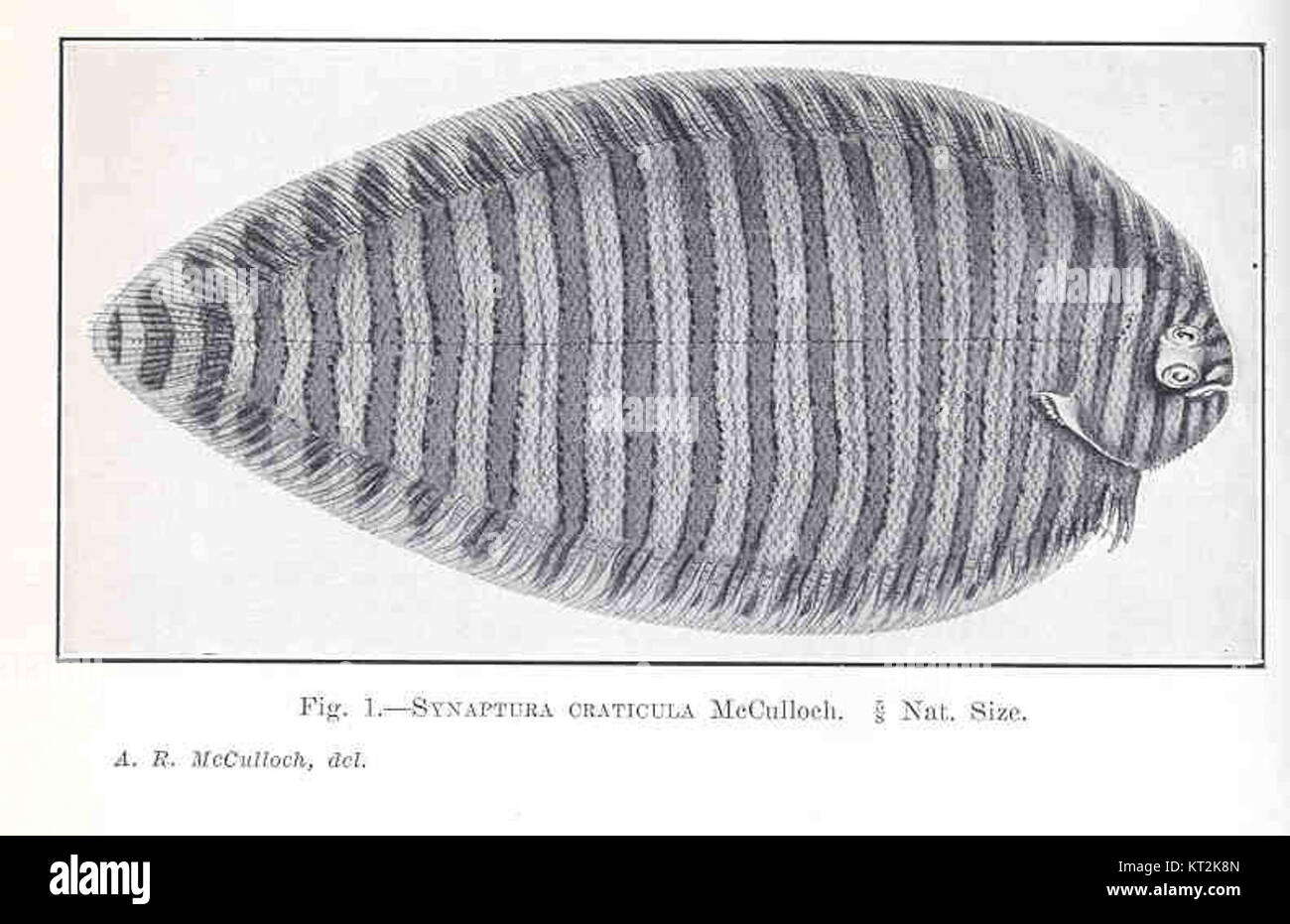 Synaptura craticula is a species of fish in the family Achiridae ...