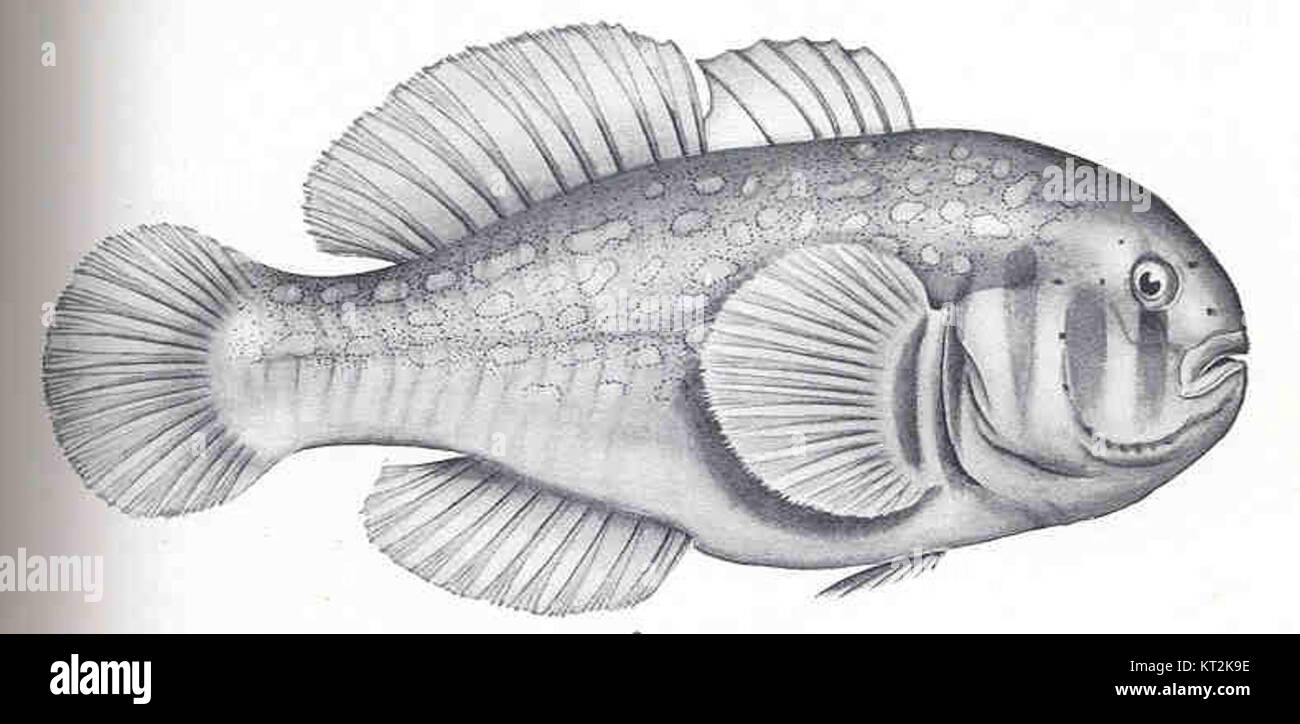 Gobiodon verticalis, identified by Alleyne and Macleay, is a species of ...