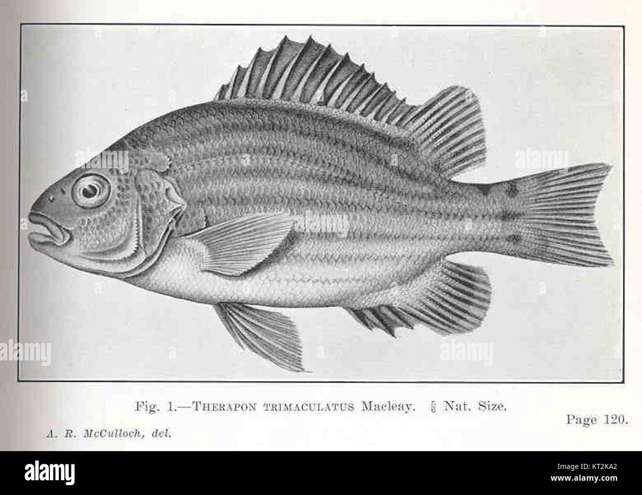 An image of the fish species Therapon trimaculatus, identified by the ...
