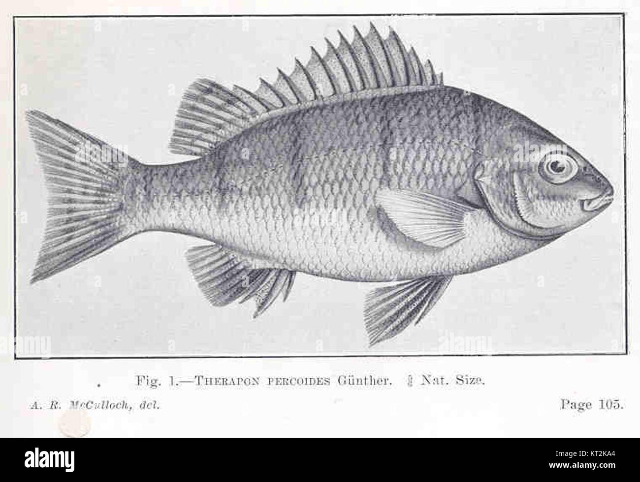 Therapon percoides, also known as the Australian snapper, is a species ...