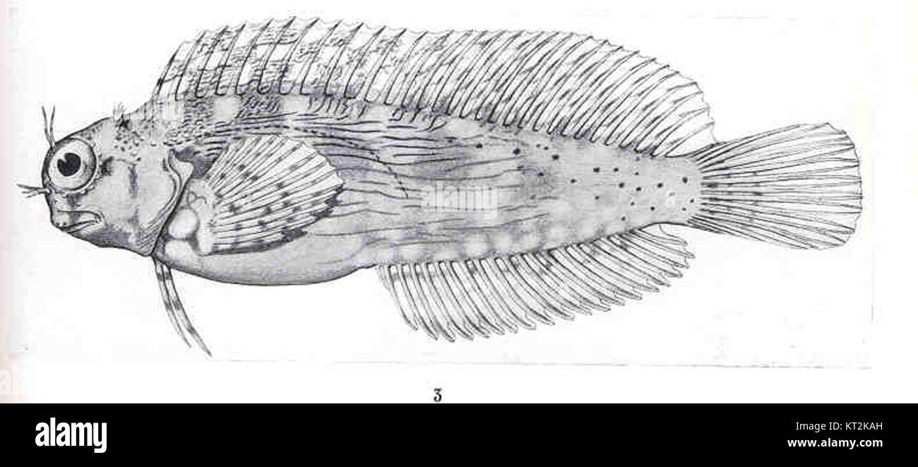 Salarias Fasciatus High Resolution Stock Photography and Images - Alamy