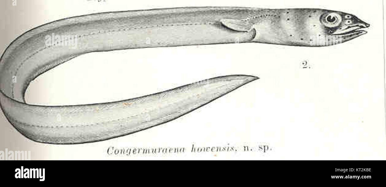 36164 Congermuraena howensis Stock Photo - Alamy
