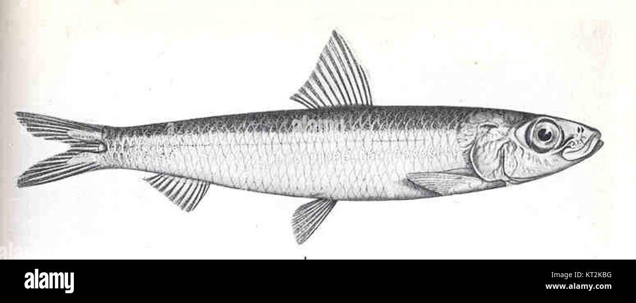 Stolephorus hi-res stock photography and images - Alamy