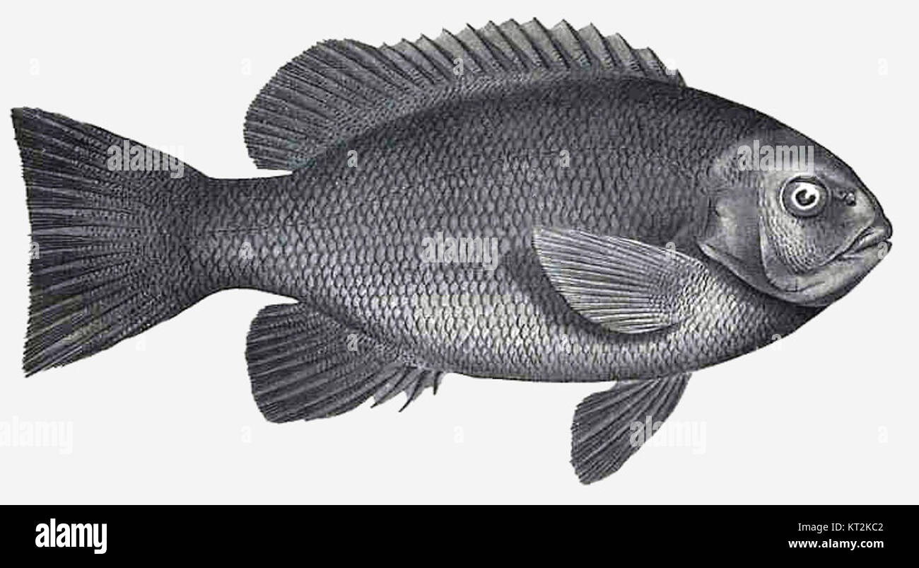 Girella elevata hi-res stock photography and images - Alamy