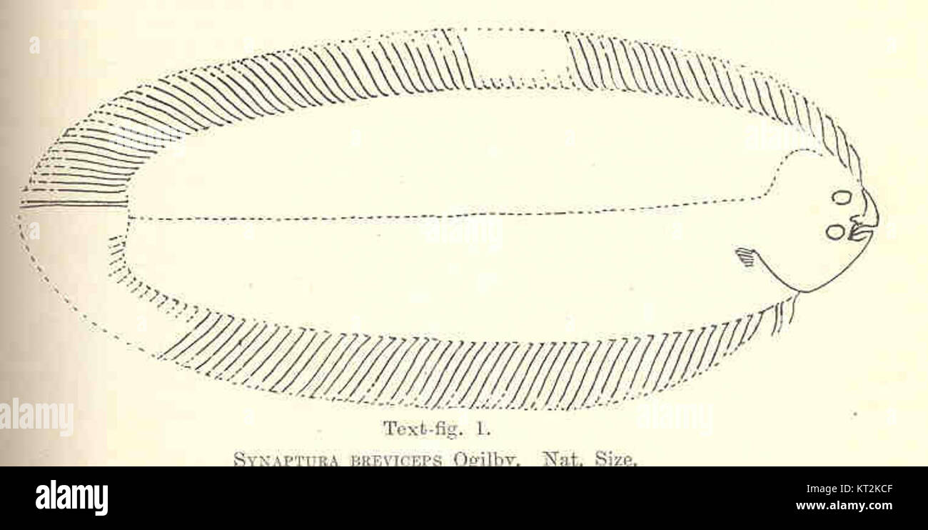 Flatfish exhibits hi-res stock photography and images - Alamy