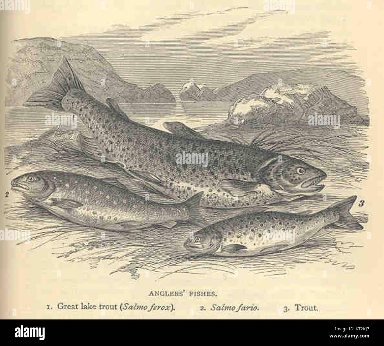 36268 Anglers27 Fishes- 1 Great lake trout (Salmo ferox) 2 Salmo fario ...