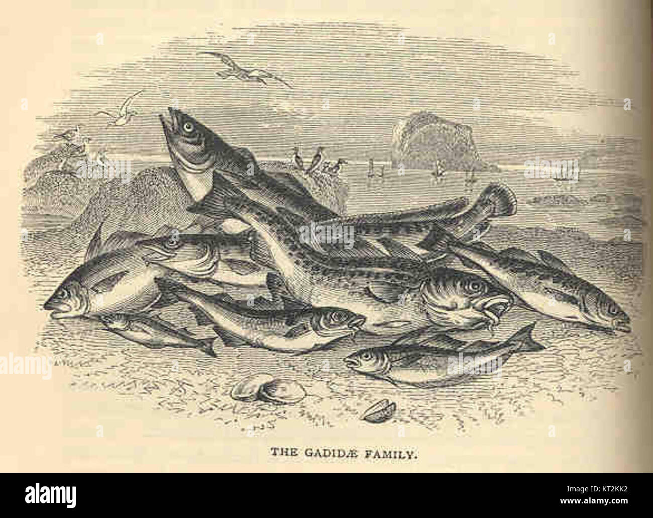 36282 Gadidae Family Stock Photo - Alamy