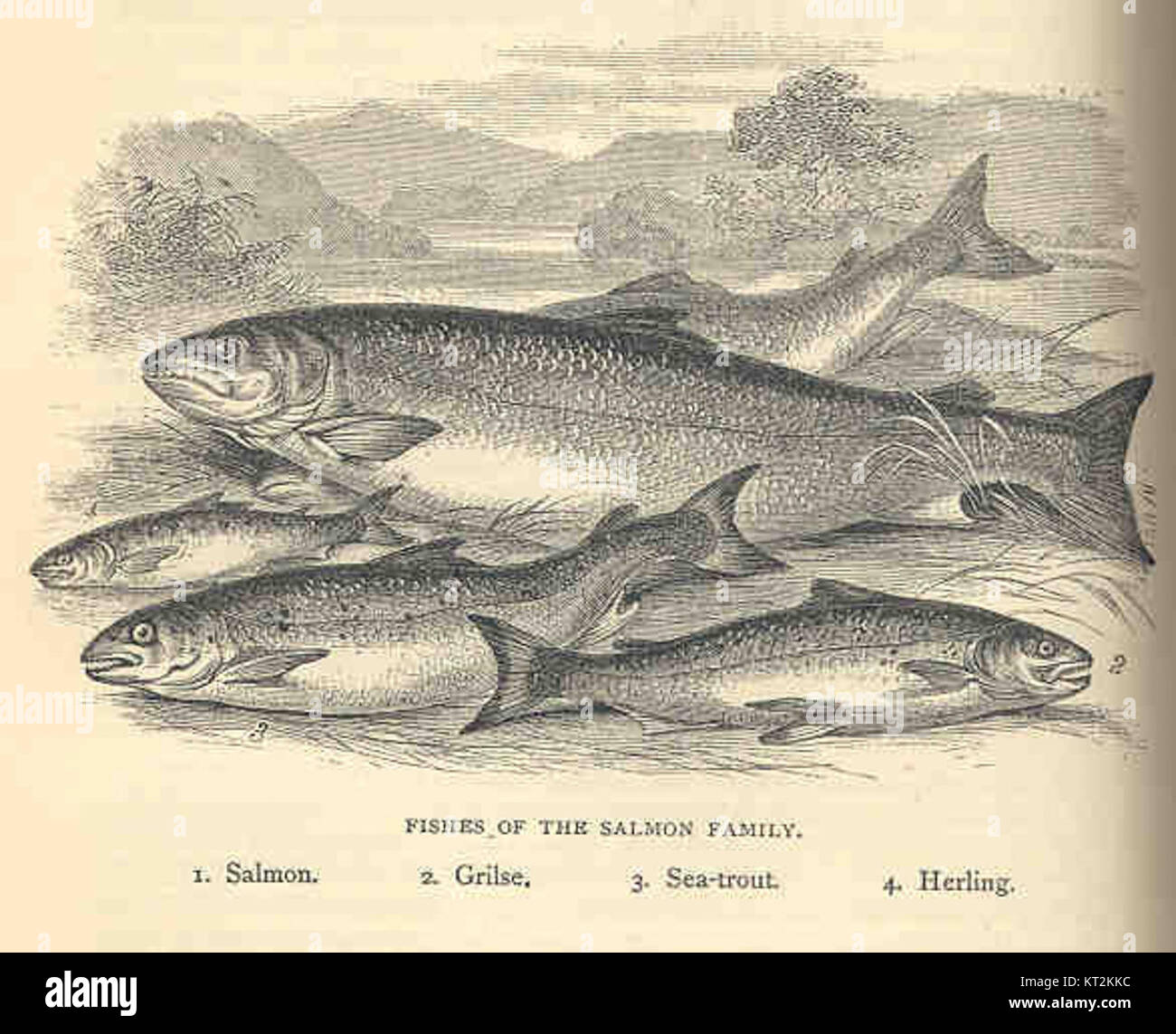 This collection features various fish species from the salmon family ...