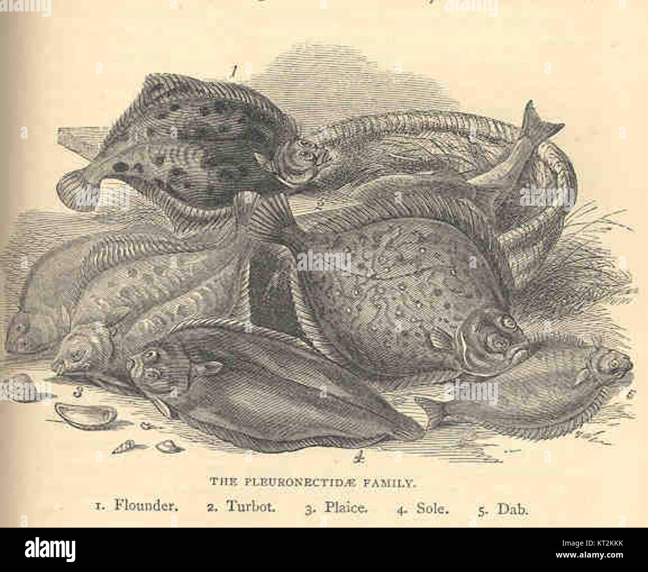 Family plaice hi-res stock photography and images - Alamy