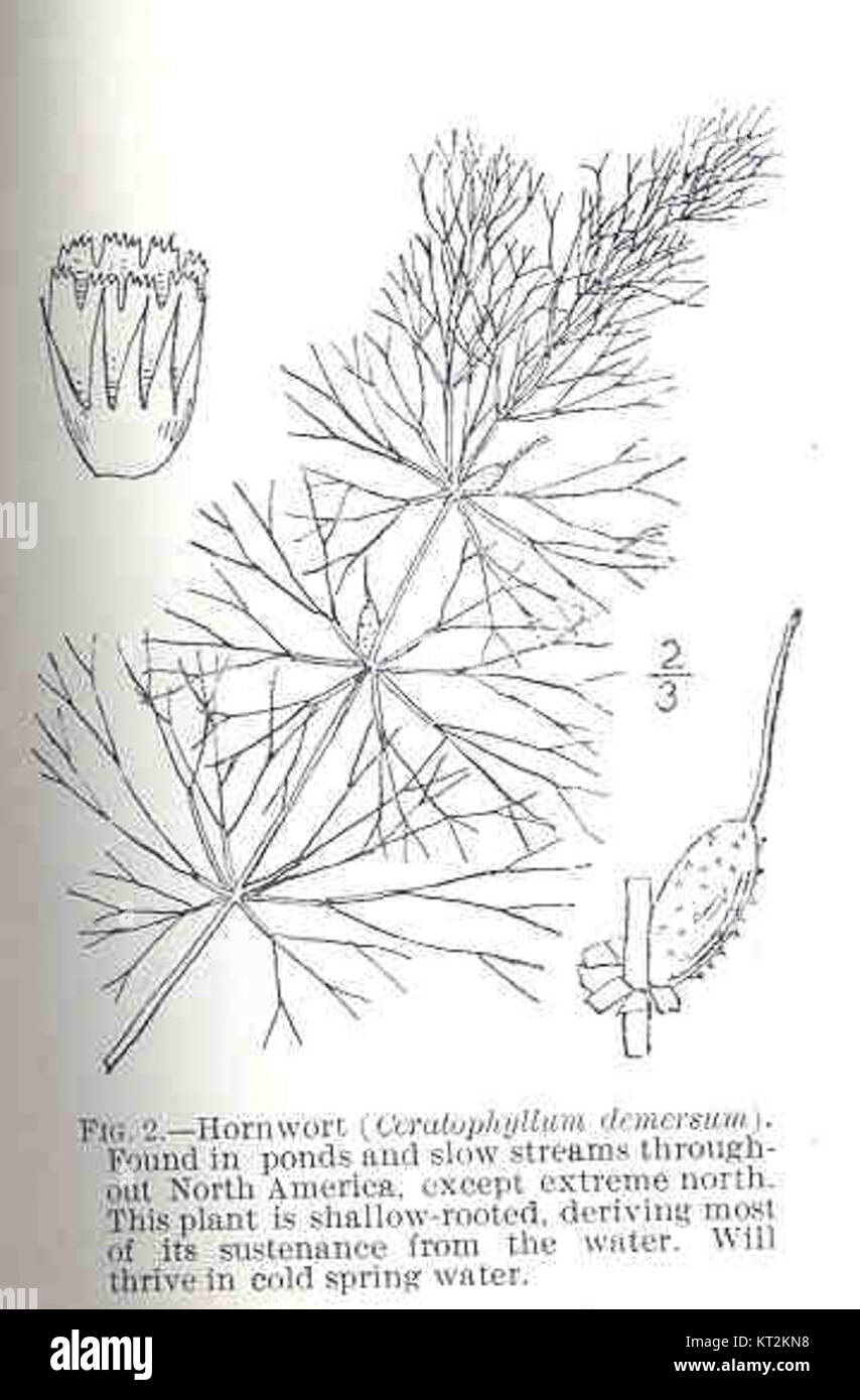 36315 Hornwort (Ceratophyllum demersum Stock Photo - Alamy