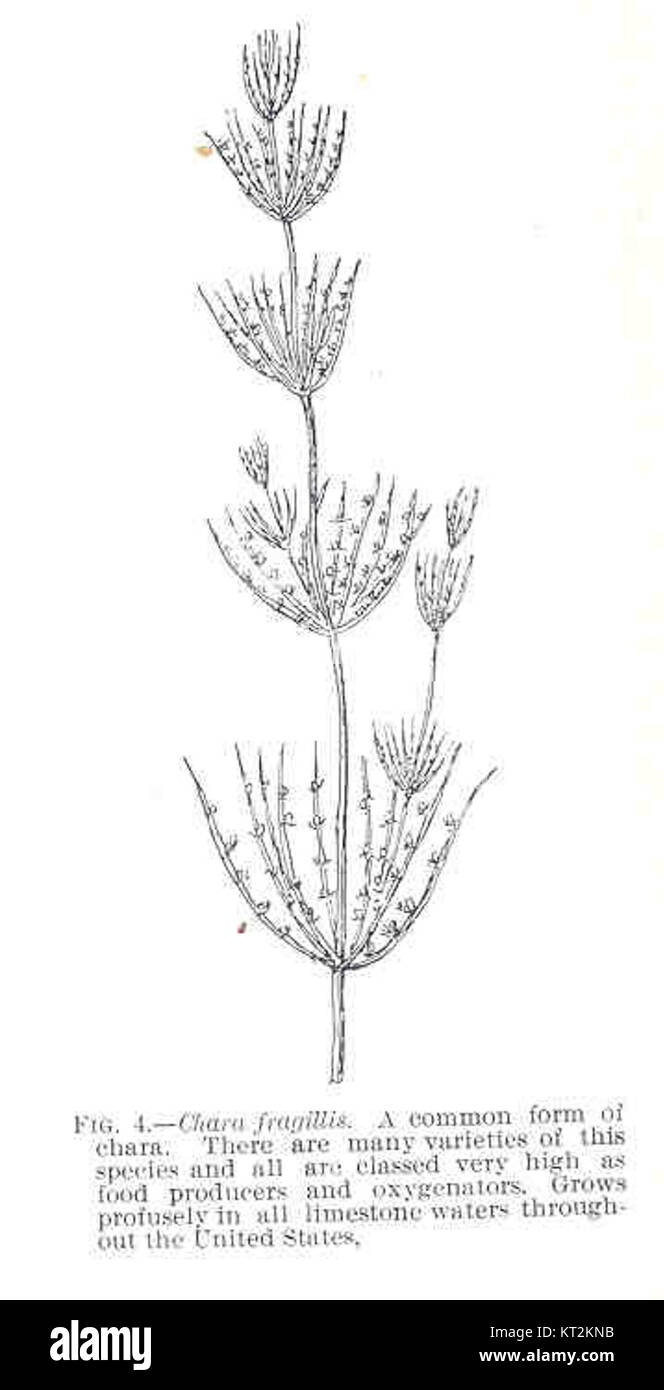 36323 Chara fragillis A common form of chara Stock Photo - Alamy