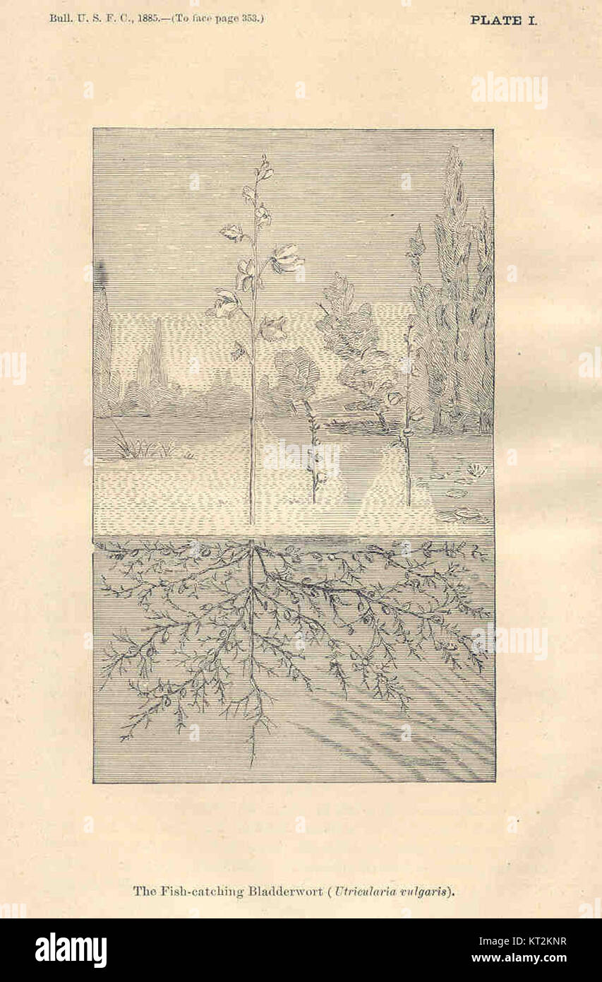 Bladderwort traps hi-res stock photography and images - Alamy