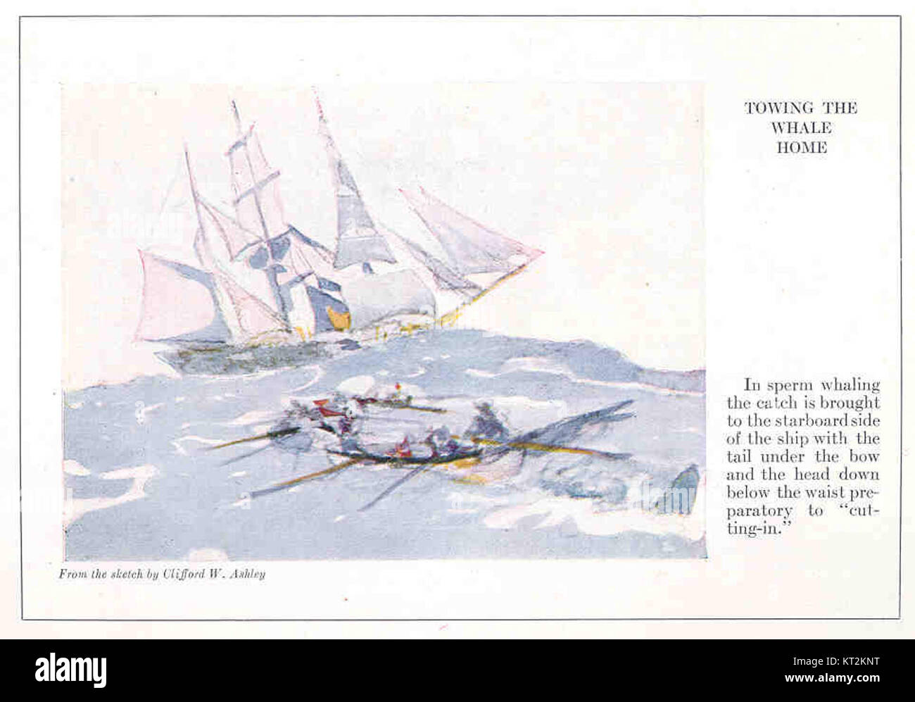 In sperm whaling, the process involves towing the whale home with the ...