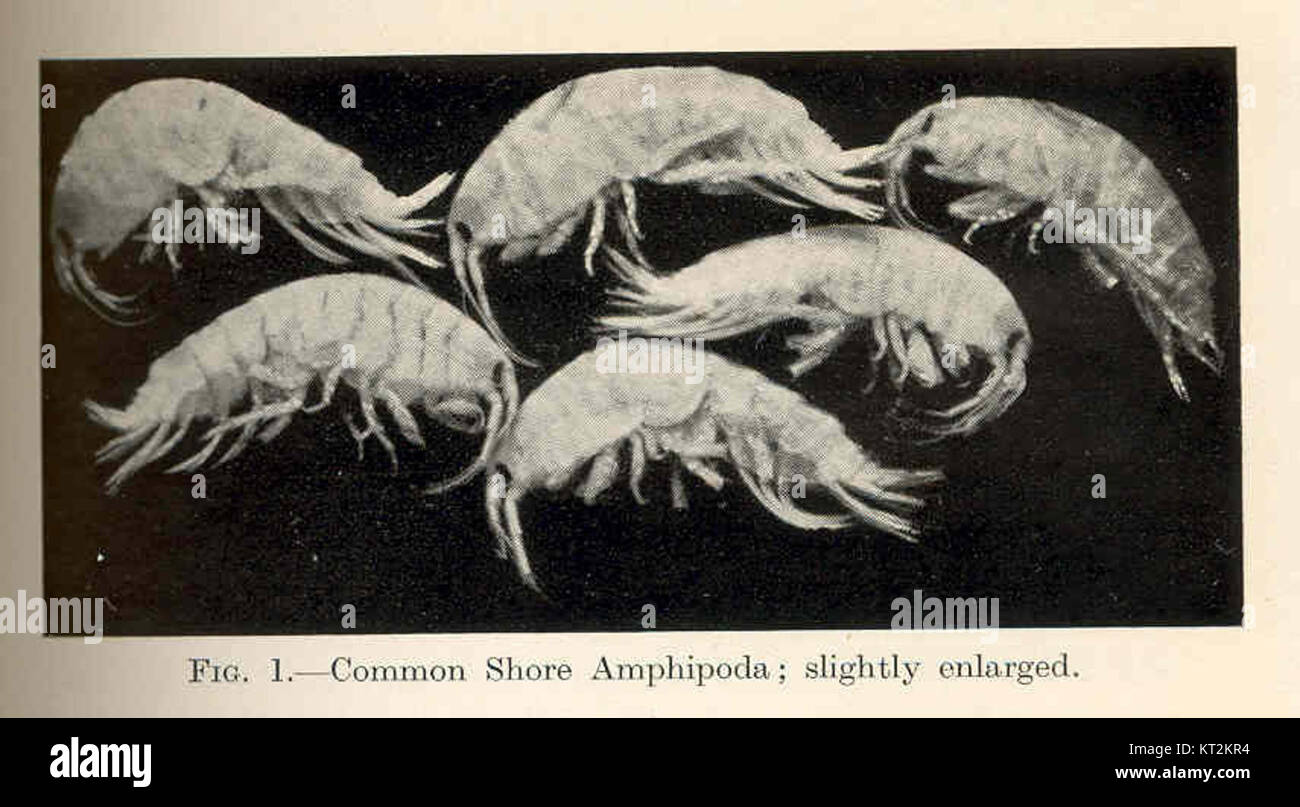 Amphipoda hi-res stock photography and images - Alamy