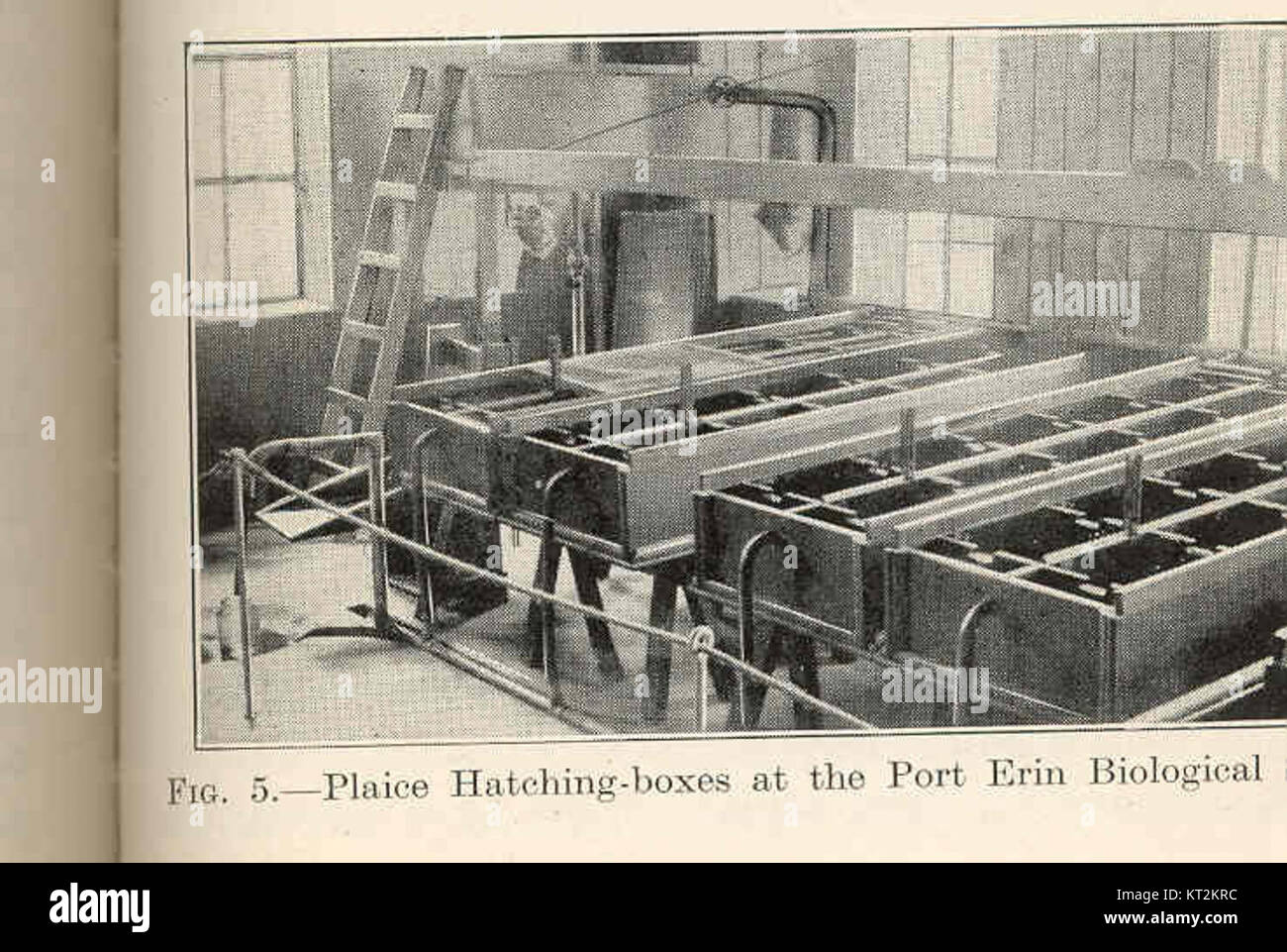 This image depicts the plaice hatching-boxes at the Port Erin ...