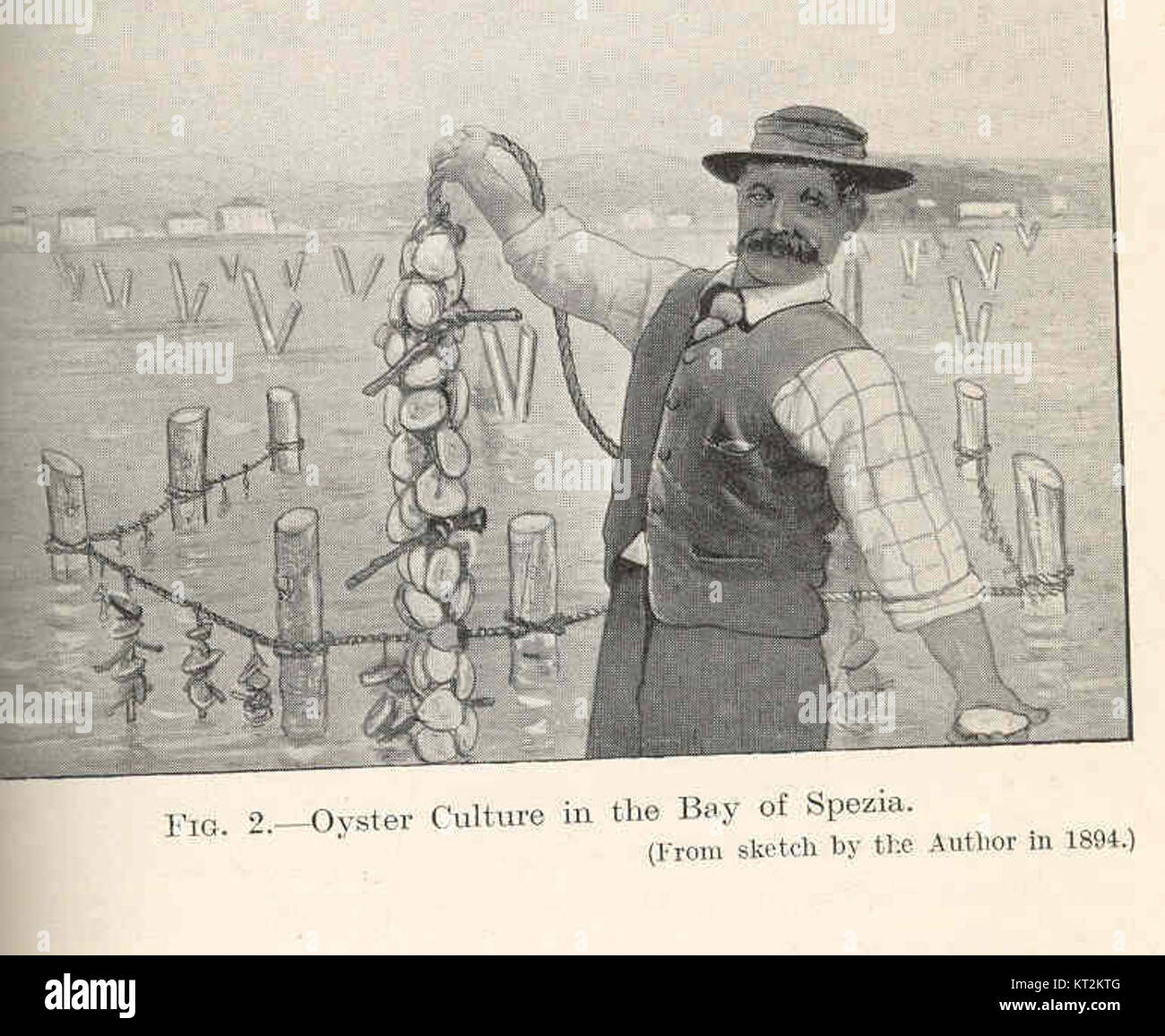 Oyster culture in the Bay of Spezia, Italy, is a traditional practice ...