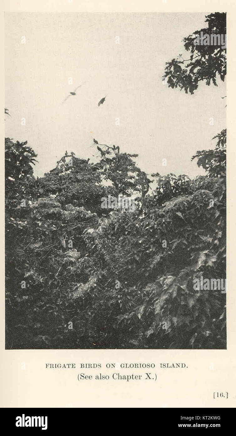 The image shows a large flock of frigate birds on Glorioso Island, a ...