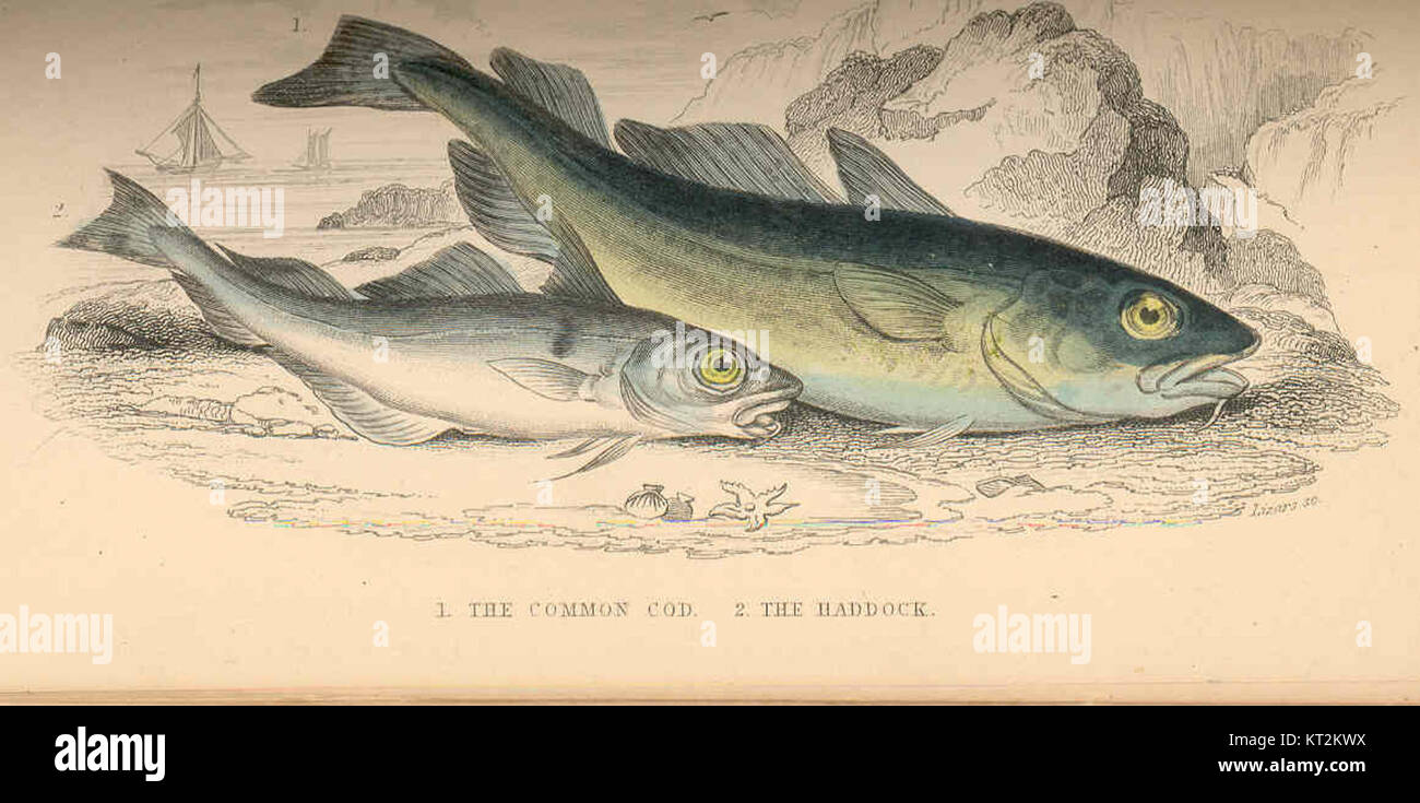 36390 Common Cod (1); Haddock (2 Stock Photo - Alamy