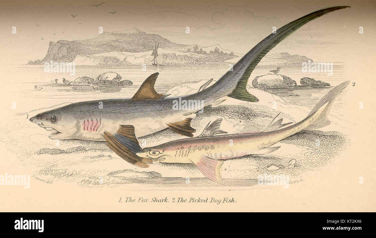 Fox shark hi-res stock photography and images - Alamy