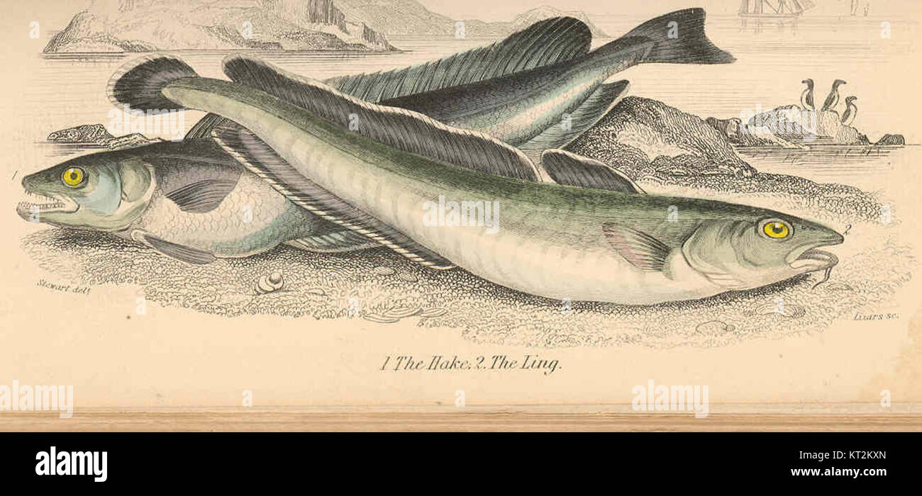 '36401 Hake (1); Ling (2)' refers to a classification or cataloging of ...