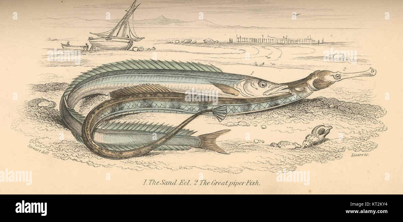 Piper fish hi-res stock photography and images - Alamy