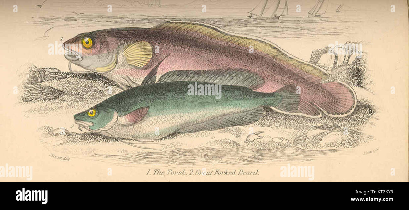 A scientific reference to Torsk (cod) and Great Forked Beard, two ...