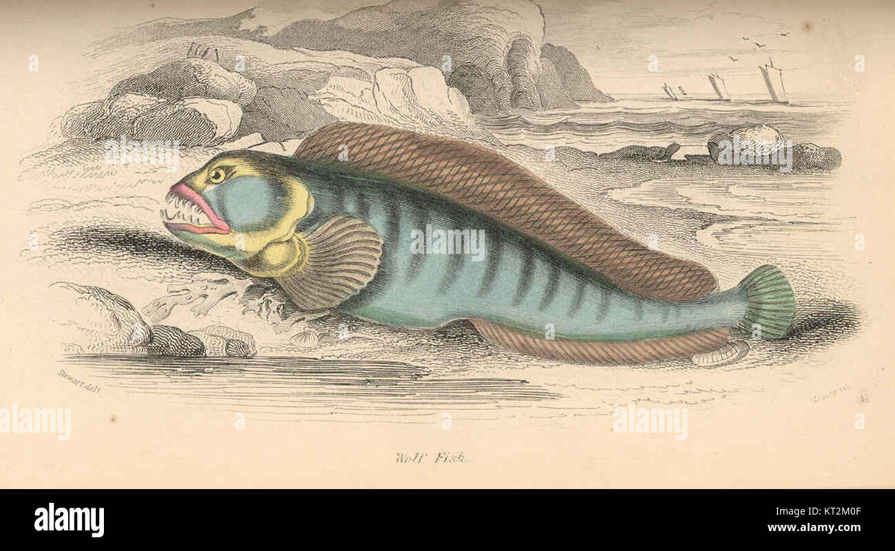 Lupus anarhichas hi-res stock photography and images - Alamy