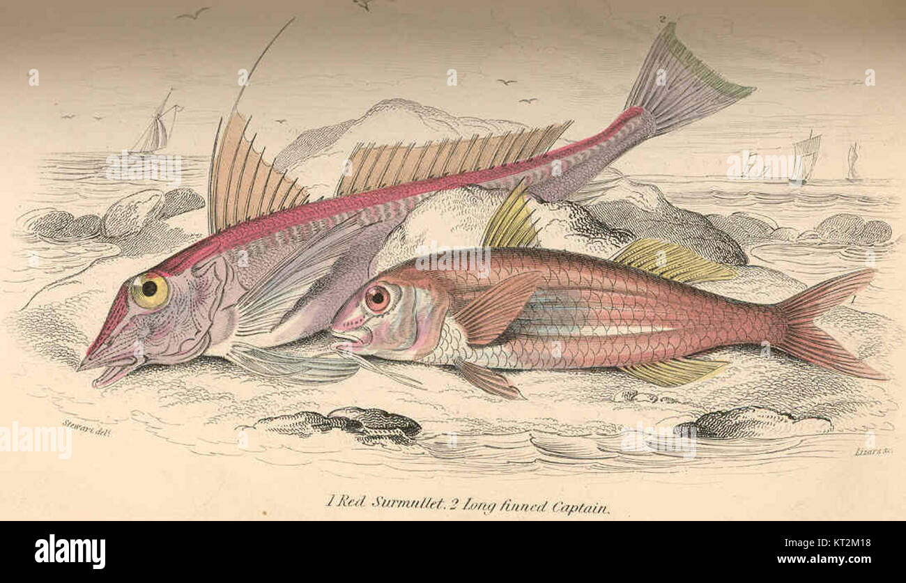 Long finned hi-res stock photography and images - Alamy
