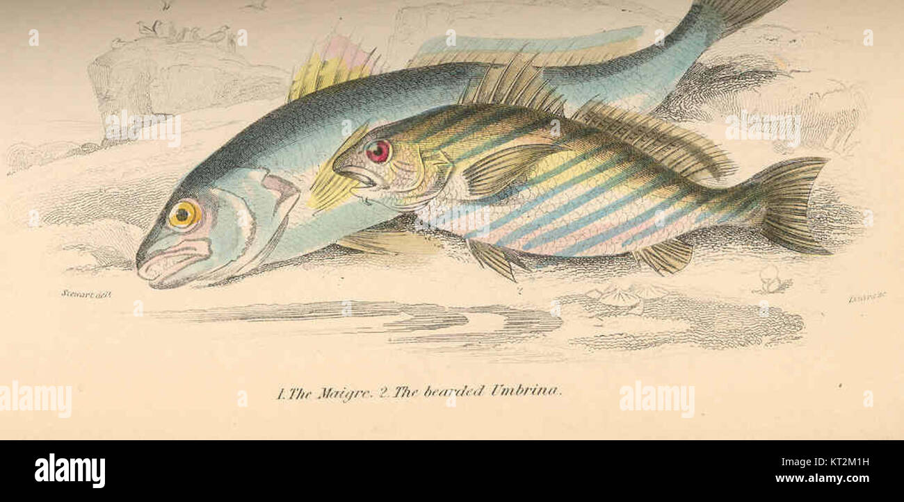 This image features two species of fish, Maigre (1) and Bearded Umbrina ...